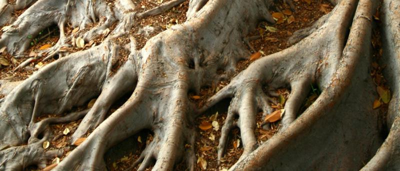 From the Roots of Society to the Fruits of Discipleship | Letters to ...